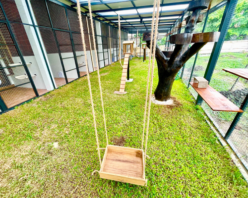 Cat Hotel, Cat Care, Cat Boarding, Cat Kennels, Cat Kennel Facility ...