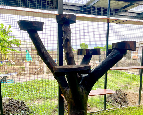 Cat Hotel, Cat Care, Cat Boarding, Cat Kennels, Cat Kennel Facility ...