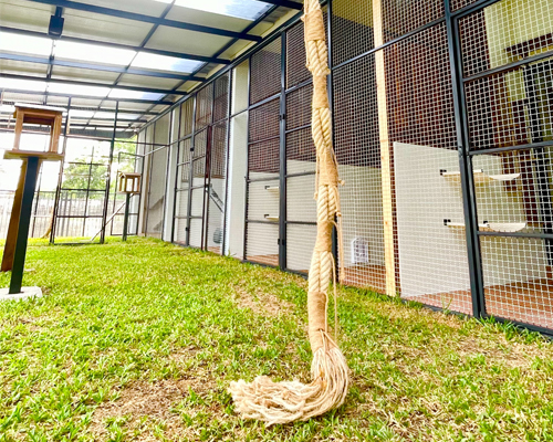 Cat Hotel, Cat Care, Cat Boarding, Cat Kennels, Cat Kennel Facility ...