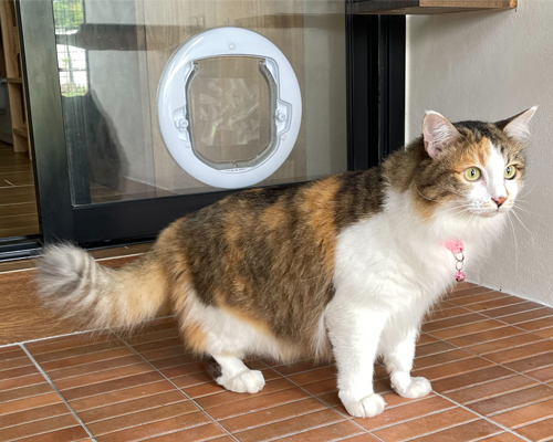 Cat Hotel, Cat Care, Cat Boarding, Cat Kennels, Cat Kennel Facility ...