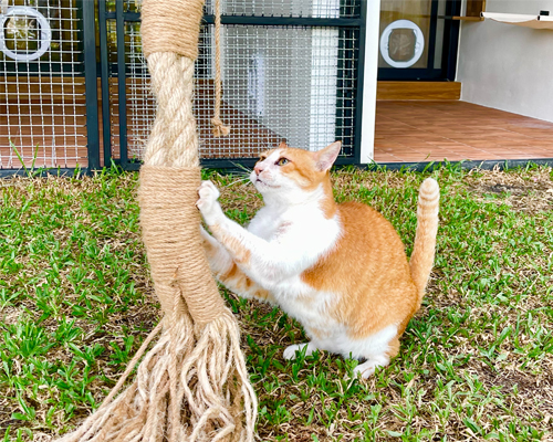 Cat Hotel, Cat Care, Cat Boarding, Cat Kennels, Cat Kennel Facility ...